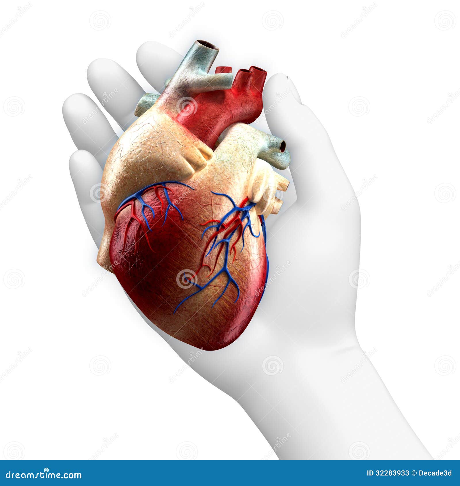 Real Heart Isolated On Black - Human Anatomy Model Stock Photography ...