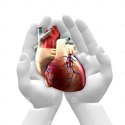 Real Heart in Hands stock illustration. Illustration of holiday - 32283939