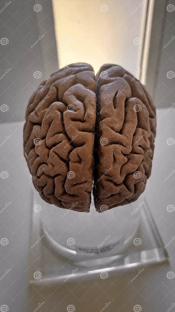 Real human brain image stock photo. Image of human, laboratory - 262397276