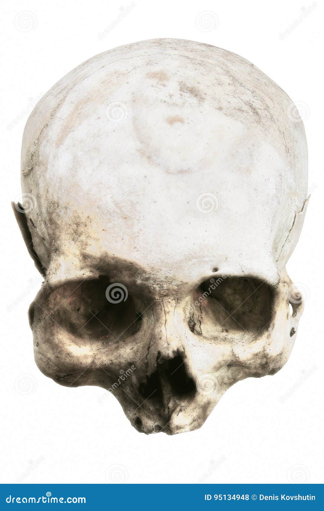 Real Human Skull on an Isolated White Background Stock Photo - Image of ...