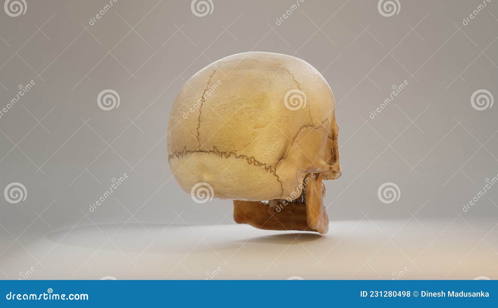 Real Human Skull Profile Stock Image Stock Illustration - Illustration ...
