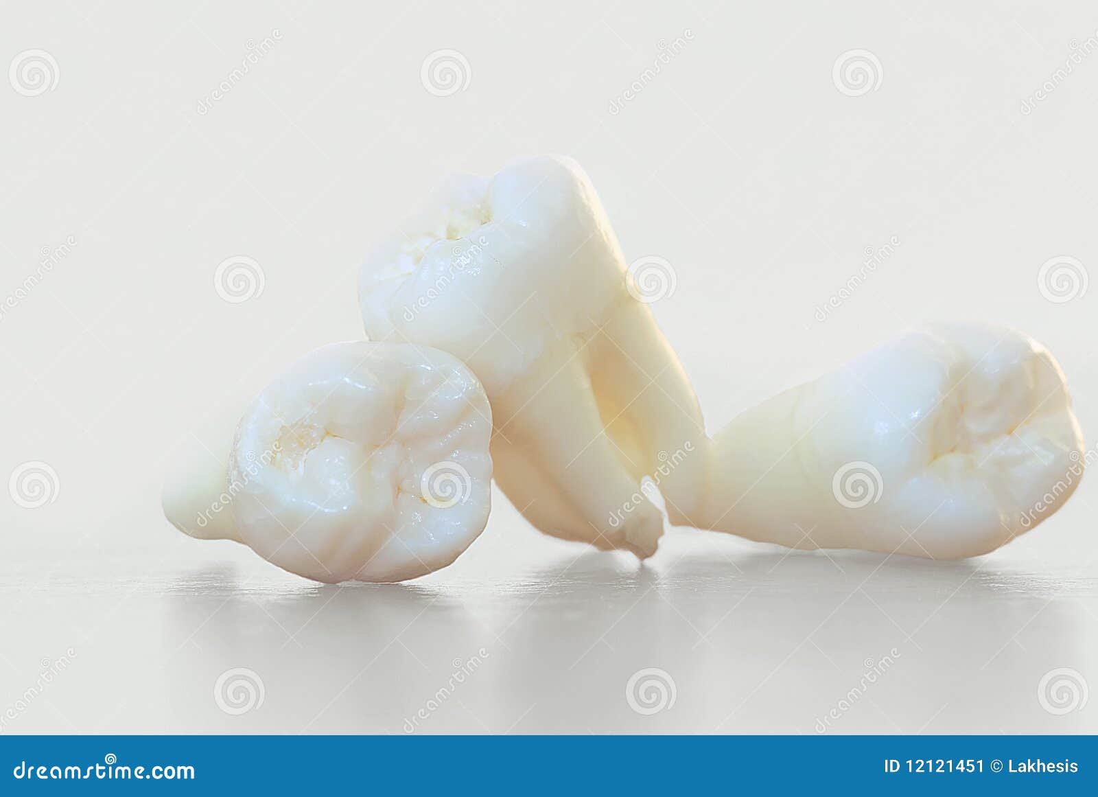 Real Human Teeth