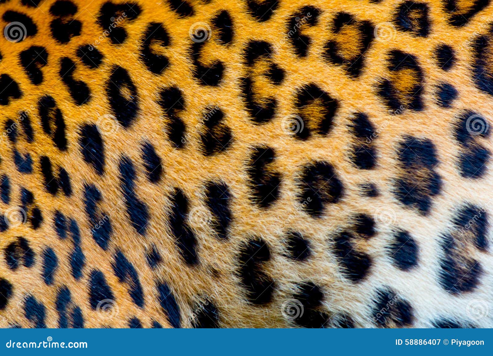 Real jaguar skin stock image. Image of hunter, black - 58886407