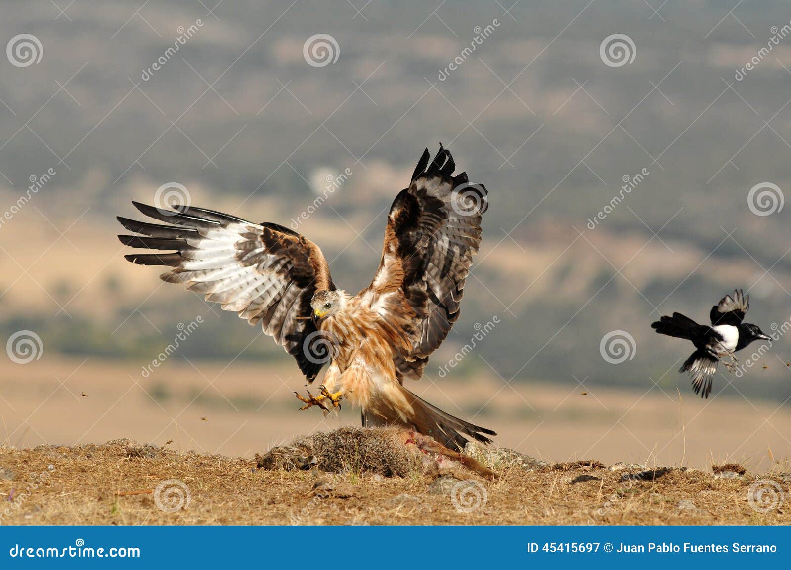Real kite stock image. Image of buzzard, feathers, prey - 45415697