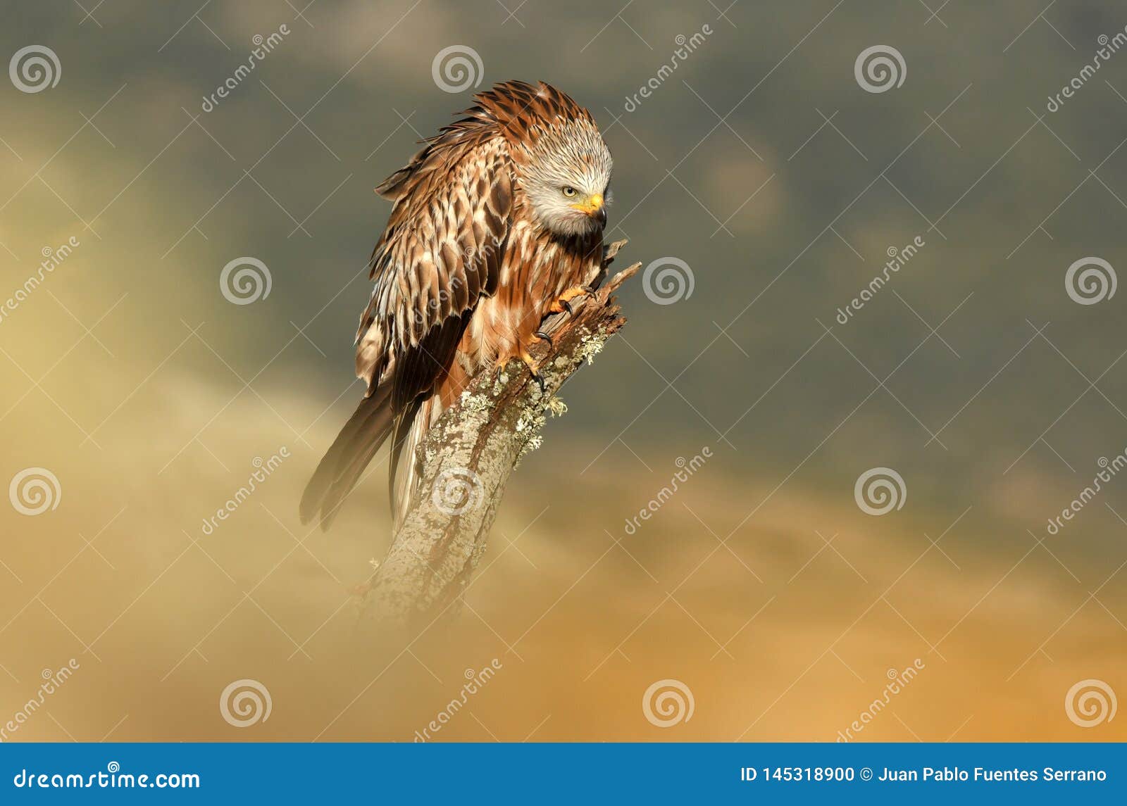 Real Kite Perches on the Trunk of a Tree in the Field Stock Photo ...