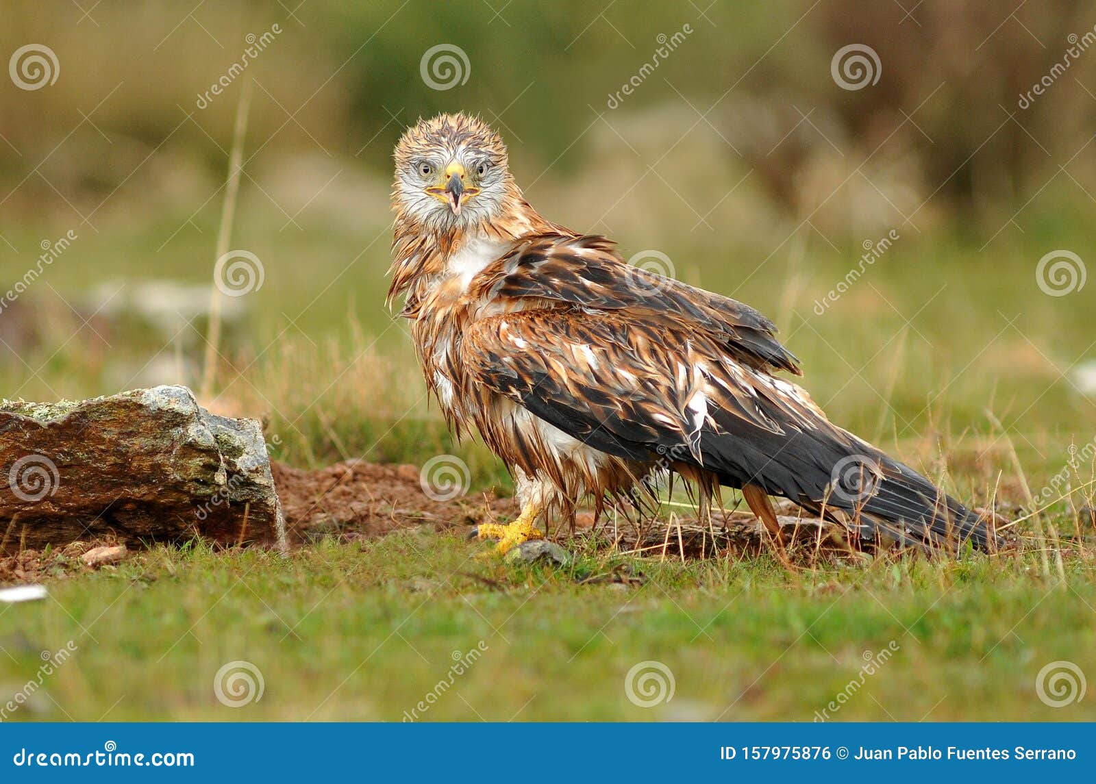 Real kite stock photo. Image of animal, photographs - 157975876