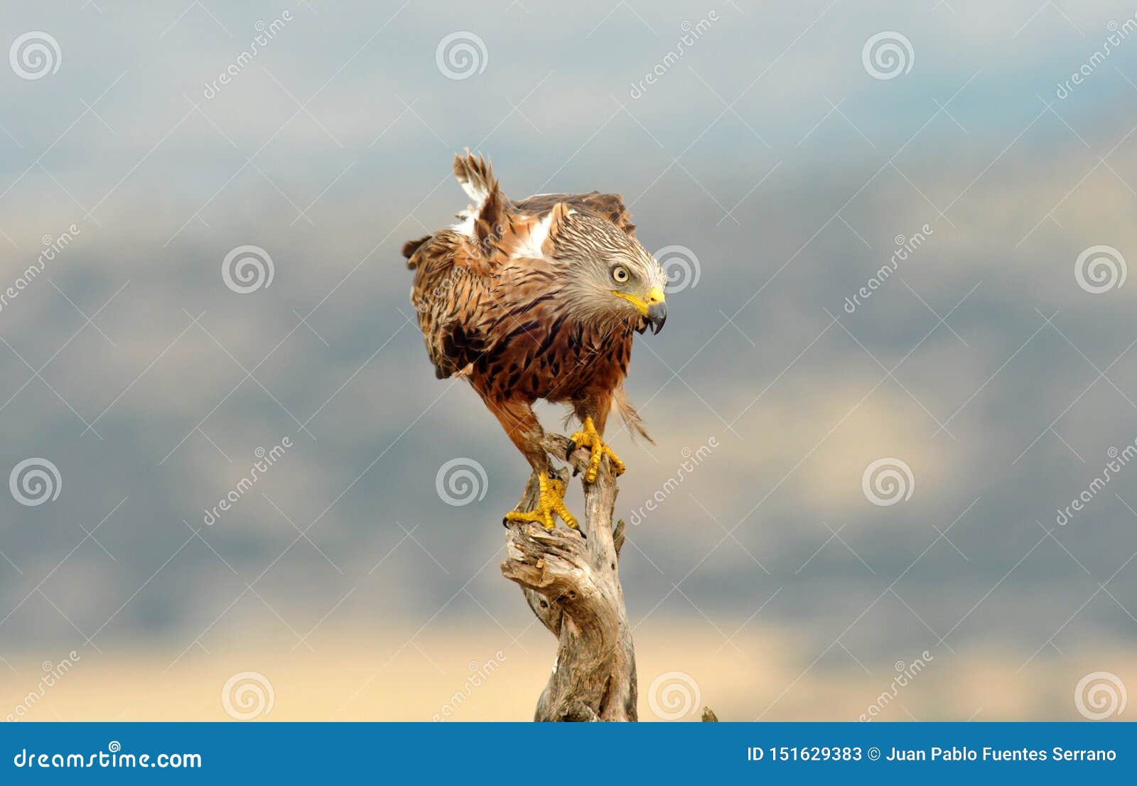 Real kite stock image. Image of kite, field, beak, landscapes - 151629383