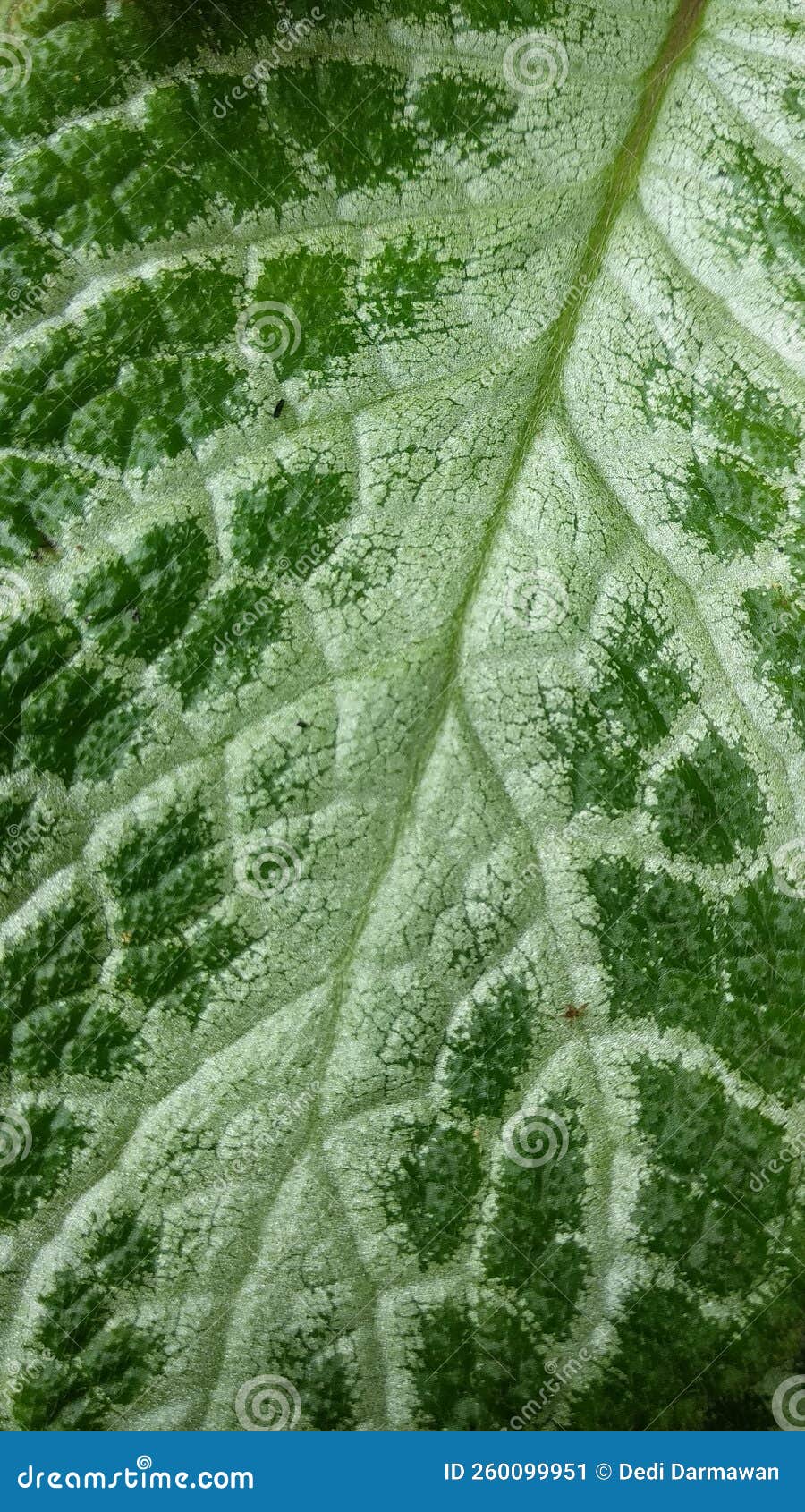Real Leaf texture photos stock image. Image of nature - 260099951