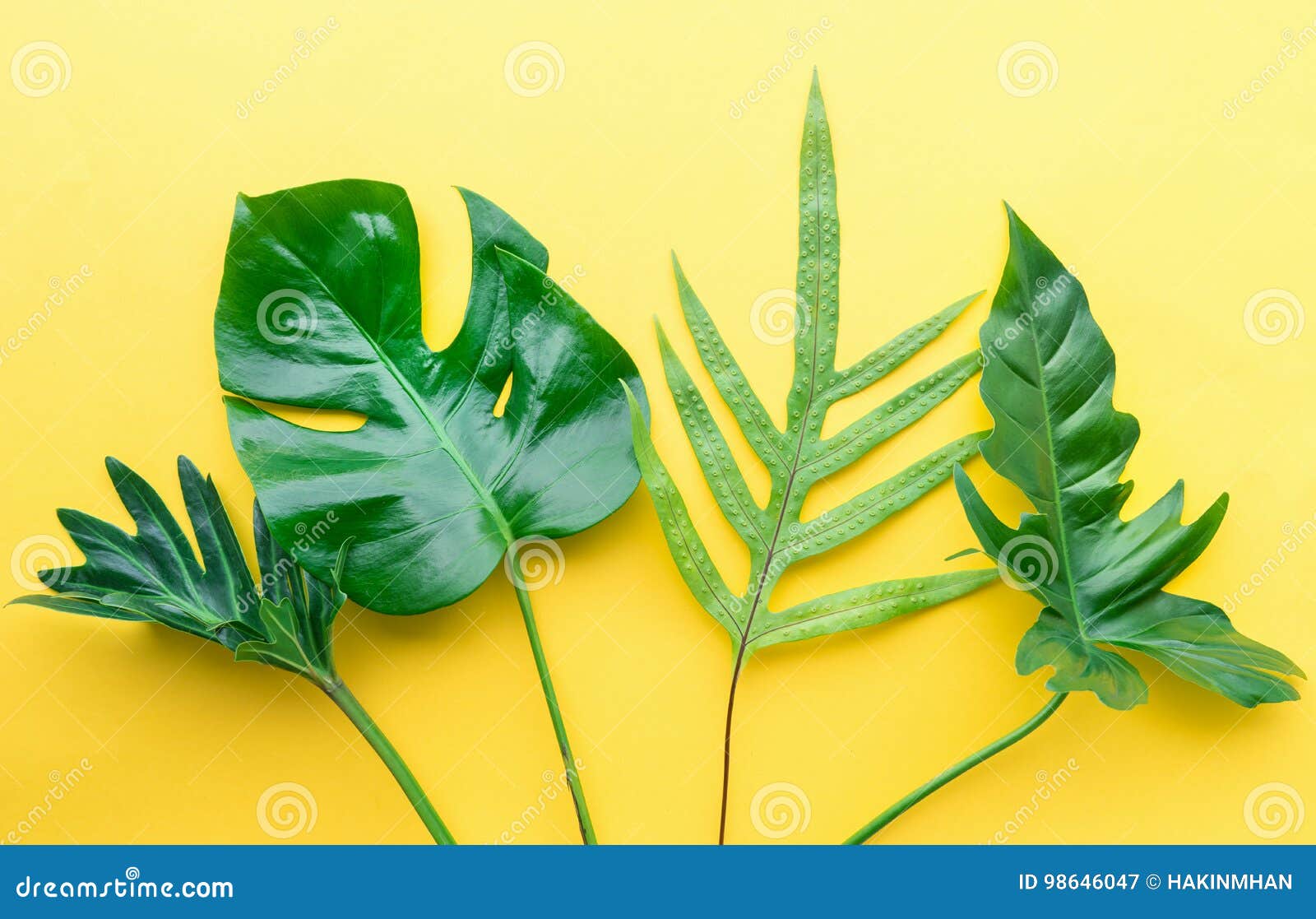 Real Leaves on Pastel Color Background.Botanical Tropical Stock Image ...