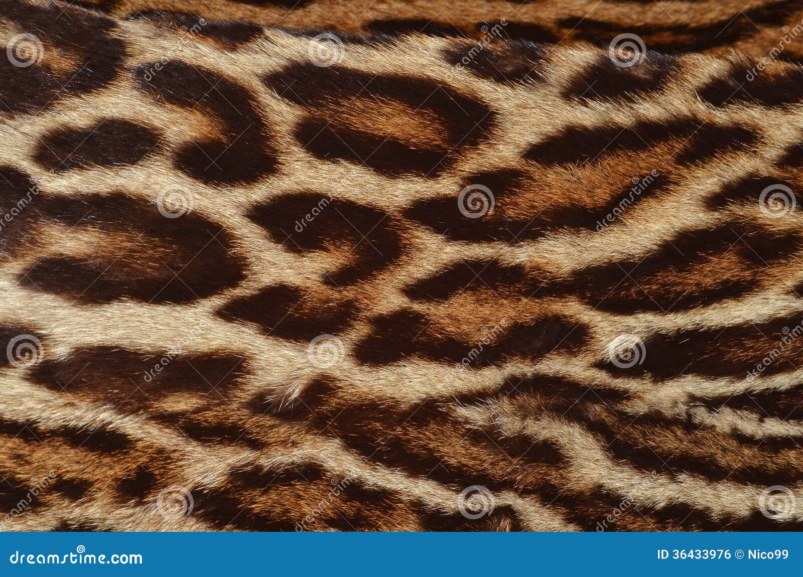 Real Leopard Fur Background Stock Photo - Image of patterns, macro ...