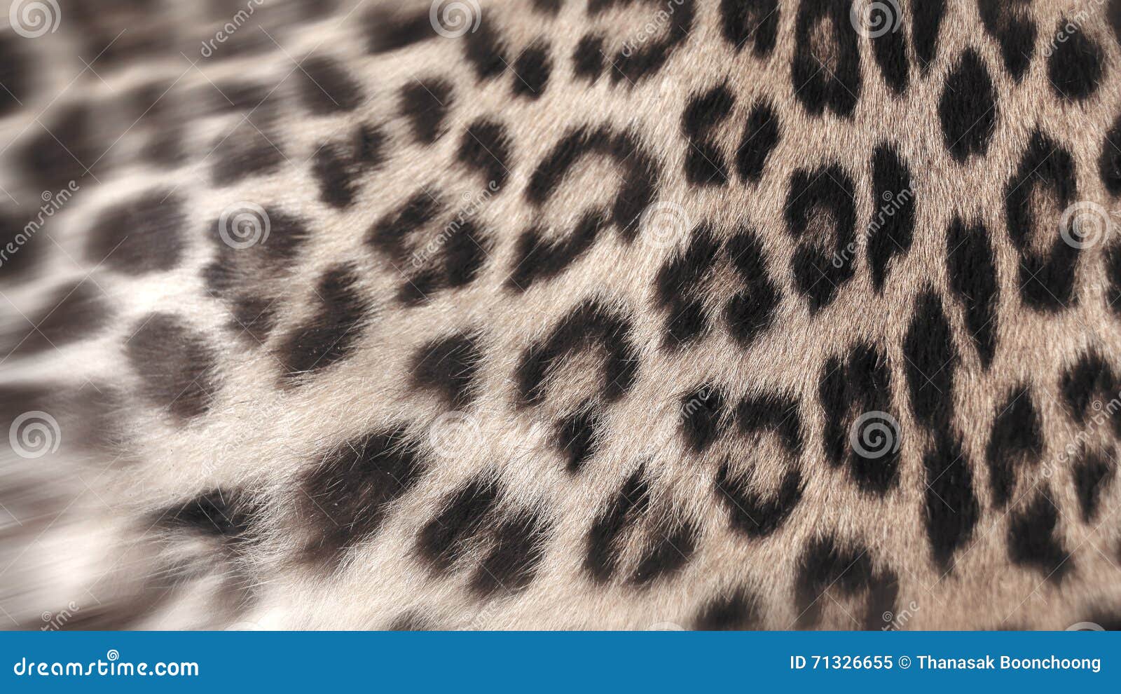 Real Leopard fur stock image. Image of backdrop, wallpaper - 71326655