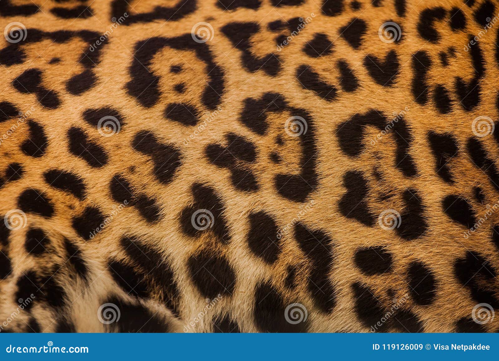 495 Real Leopard Skin Photos - Free & Royalty-Free Stock Photos from ...