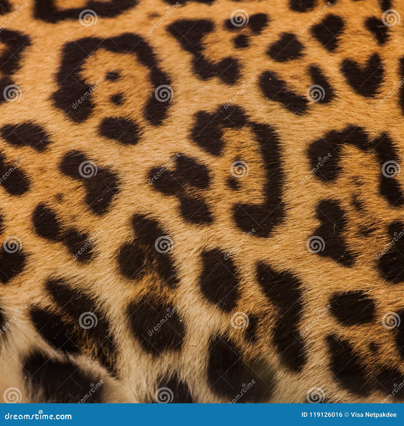 Real Leopard Skin Stock Images - Download 361 Royalty Free Photos