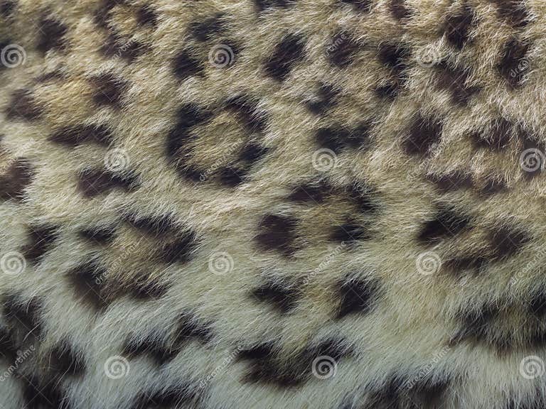 Real Leopard Skin Spots, Makes for Cool Background Stock Photo - Image ...