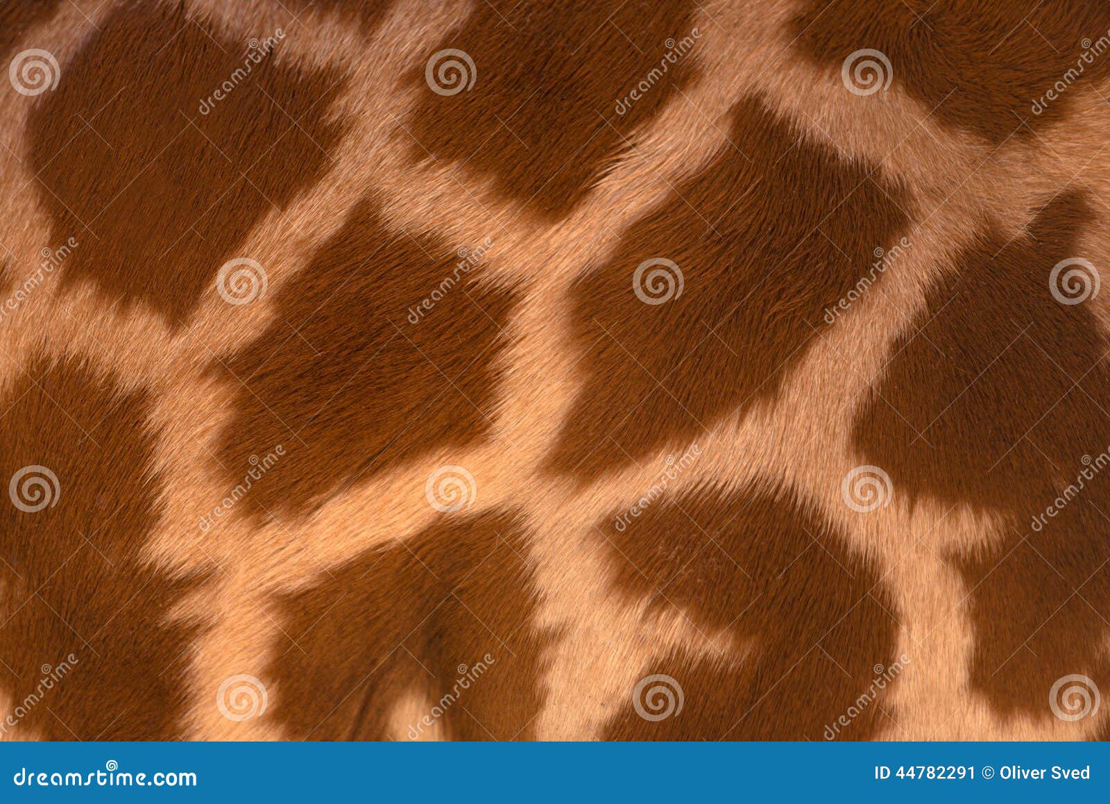 Giraffe Pattern Royalty-Free Stock Photography | CartoonDealer.com #391271