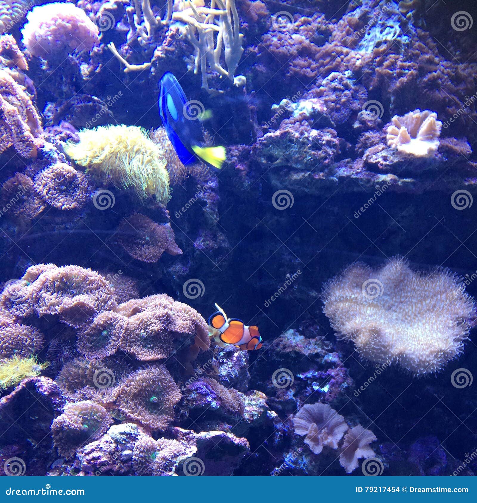 Real Life Nemo and Dory stock photo. Image of fish, aquarium - 79217454