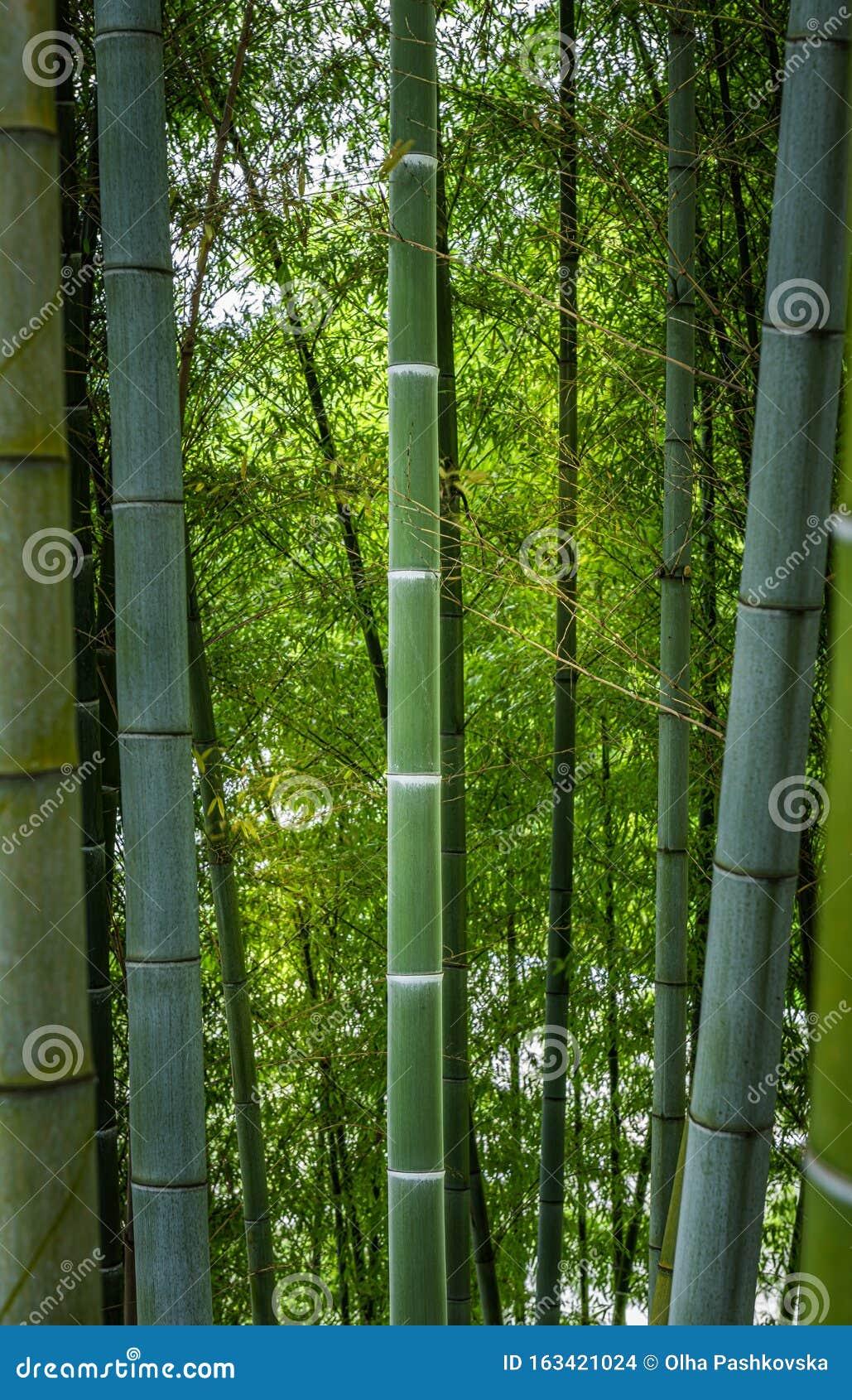 Growing Real Bamboo Forest with Trunks and Leaves Stock Photo - Image ...