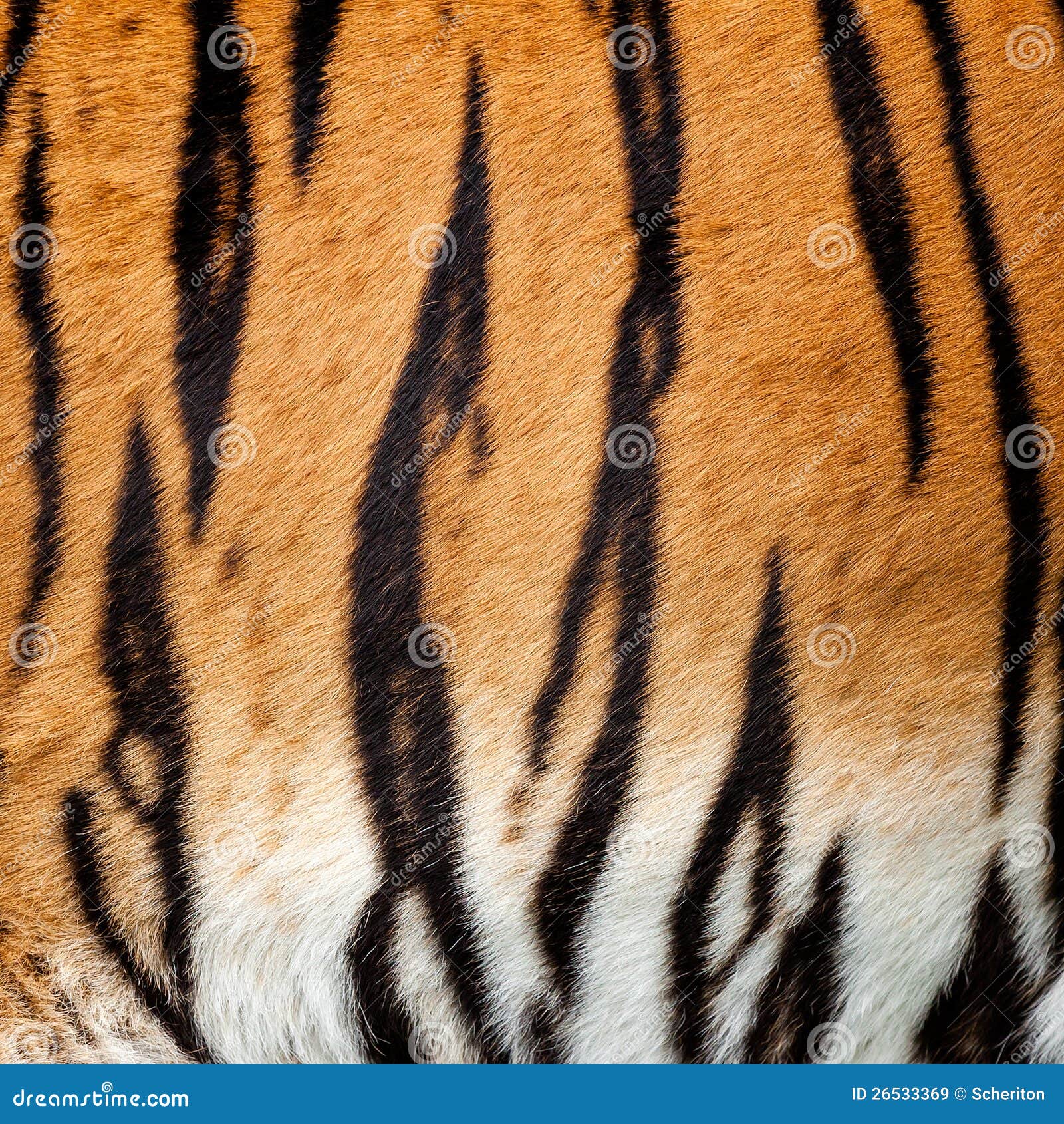 Real Live Tiger Fur Stripe Pattern Background Stock Image - Image of ...