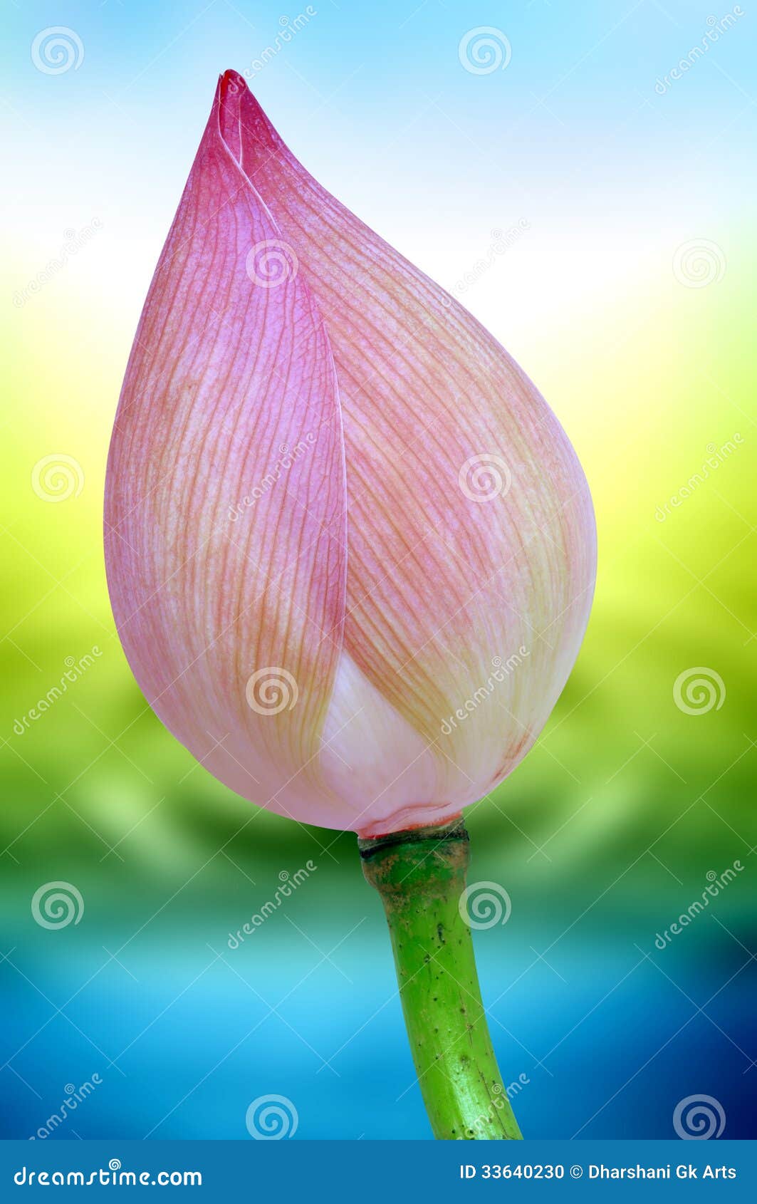 Real lotus bud stock photo. Image of fresh, floret, blossom - 33640230