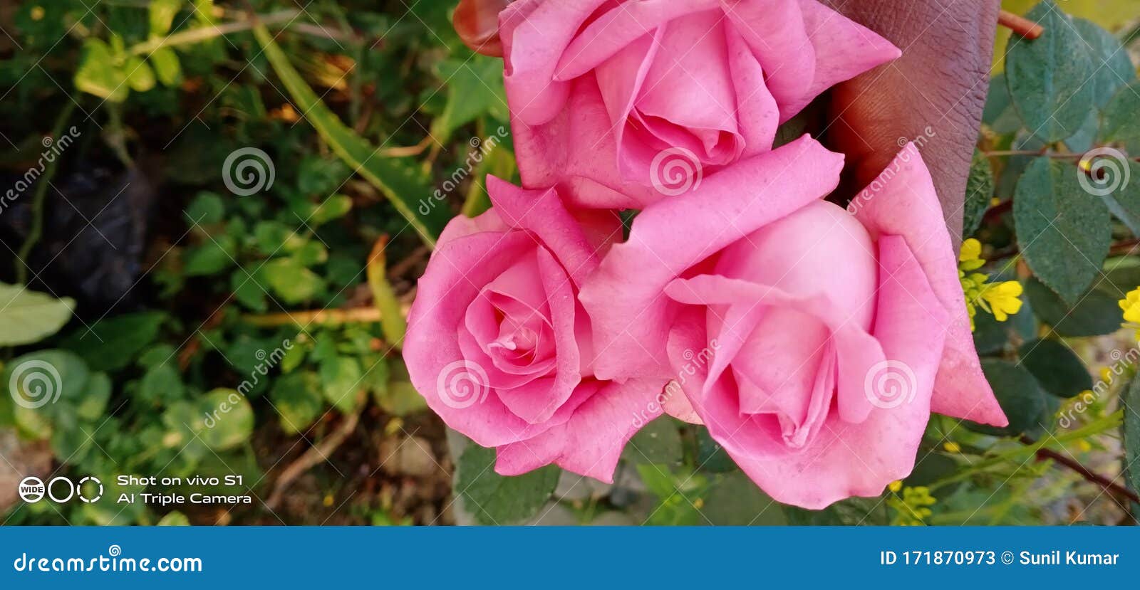 Red Flowers Of Indian Hindu Worship. Maha Lakshmi Puja Or Worship ...