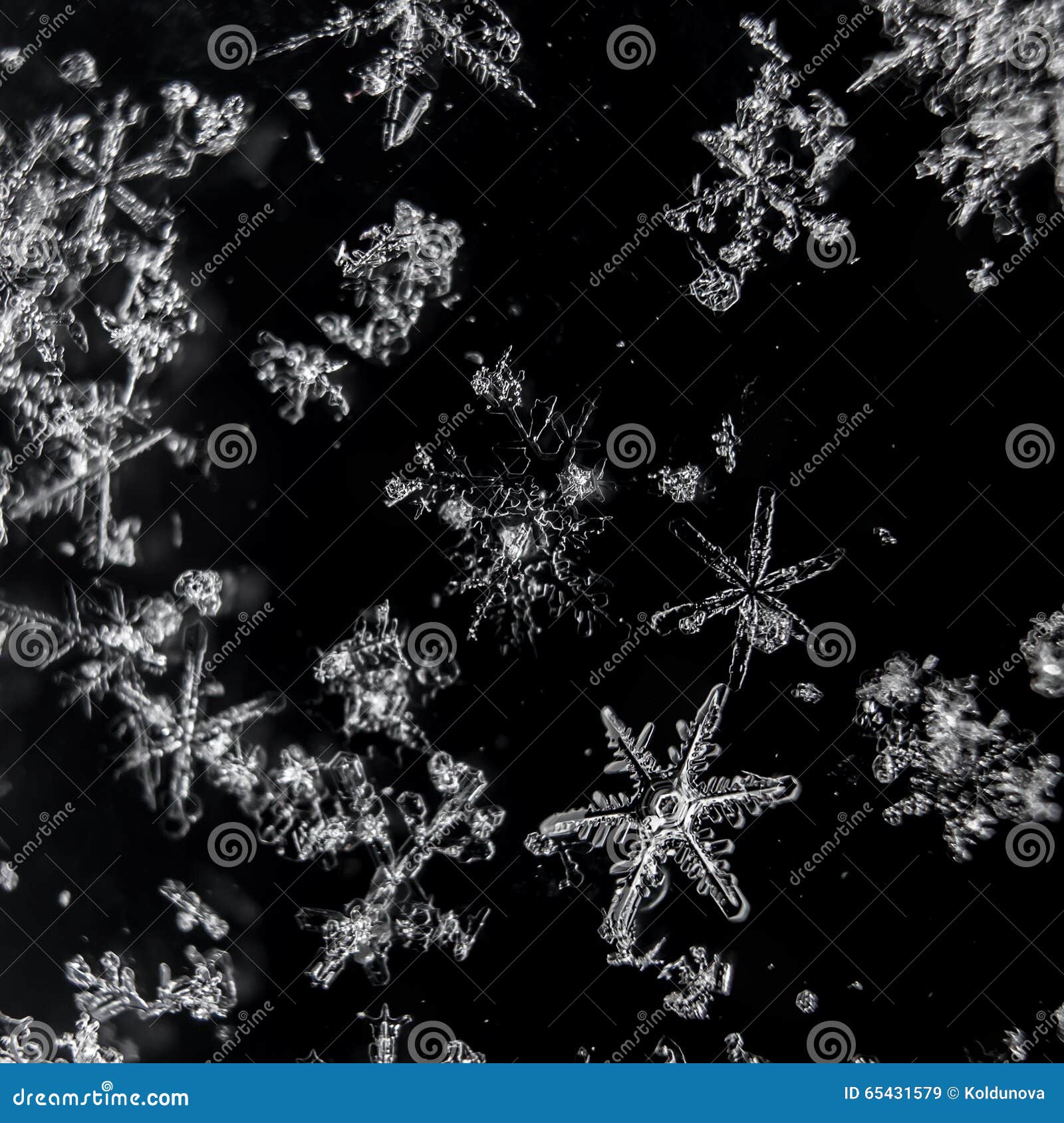 Real Macro Snowflakes on a Black Background Stock Image - Image of ...