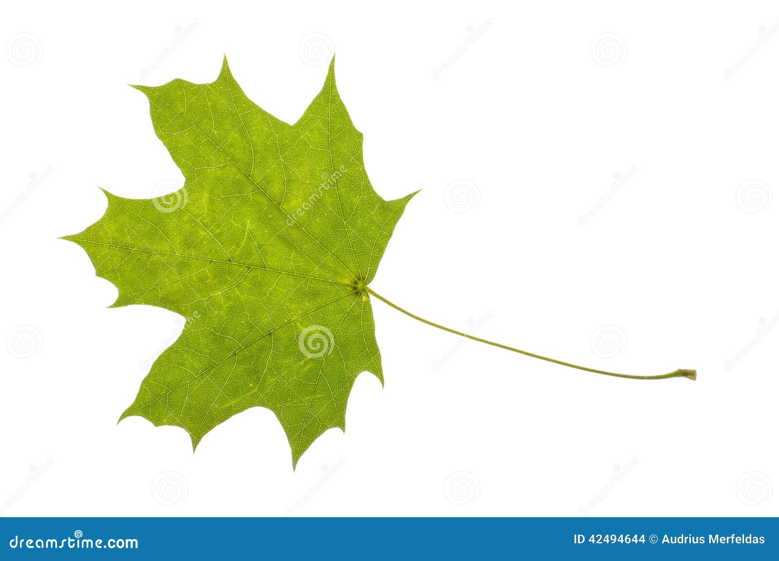 Real maple leaf isolated stock photo. Image of involute - 42494644
