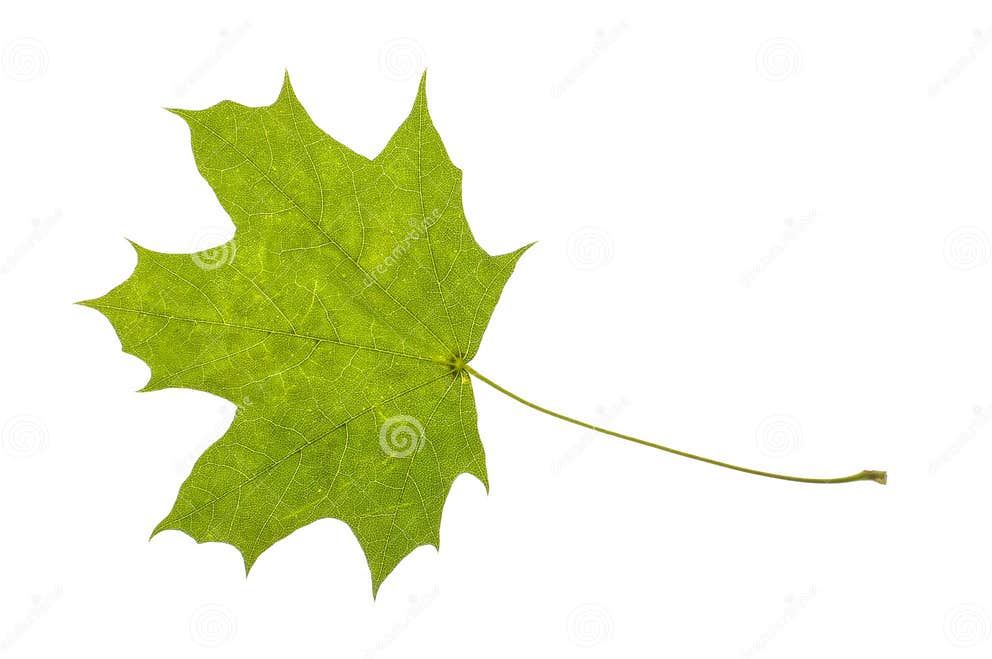Real maple leaf isolated stock photo. Image of involute - 42494644