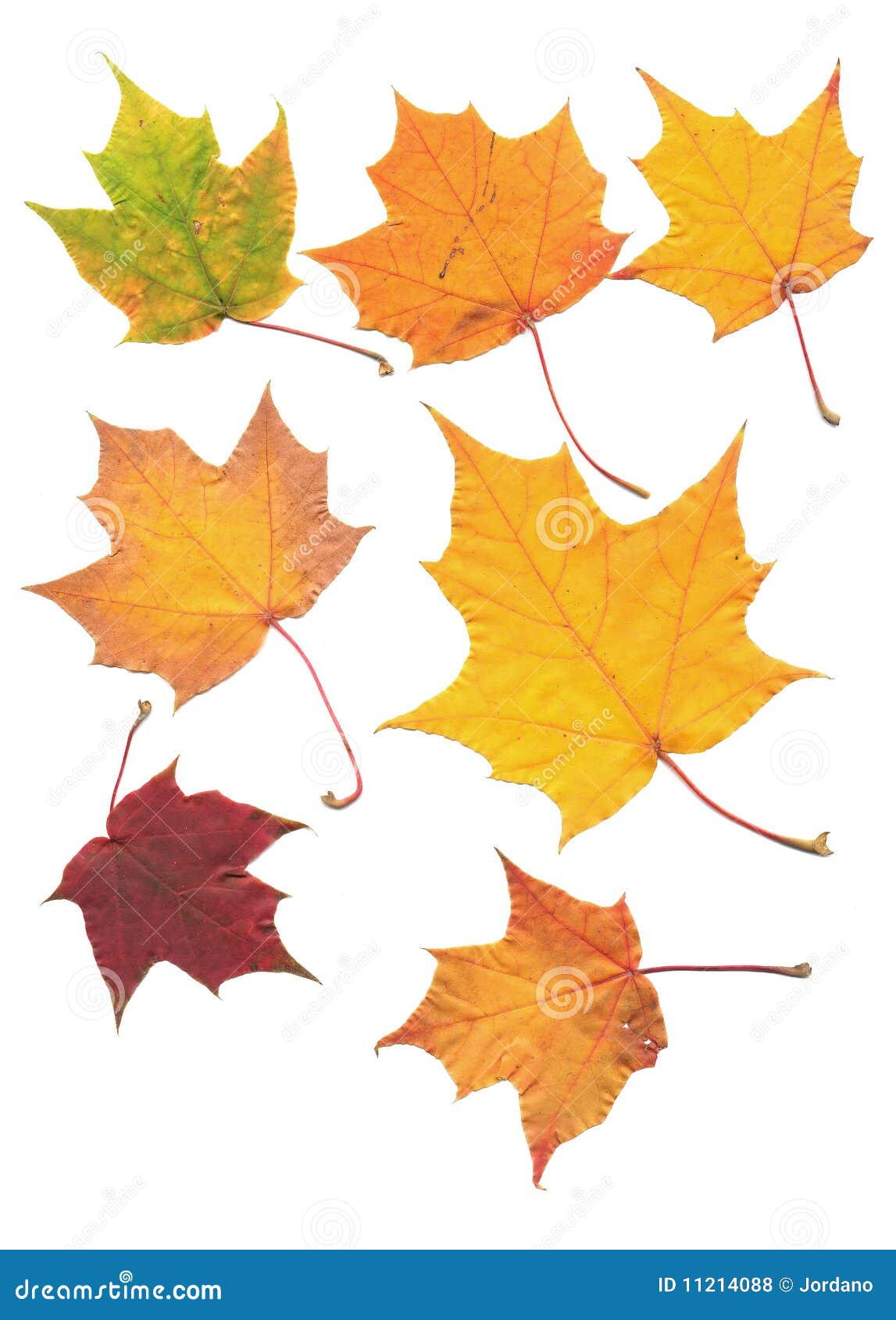 Real Maple Tree Leaf Isolated on White Scanned Stock Photo - Image of ...