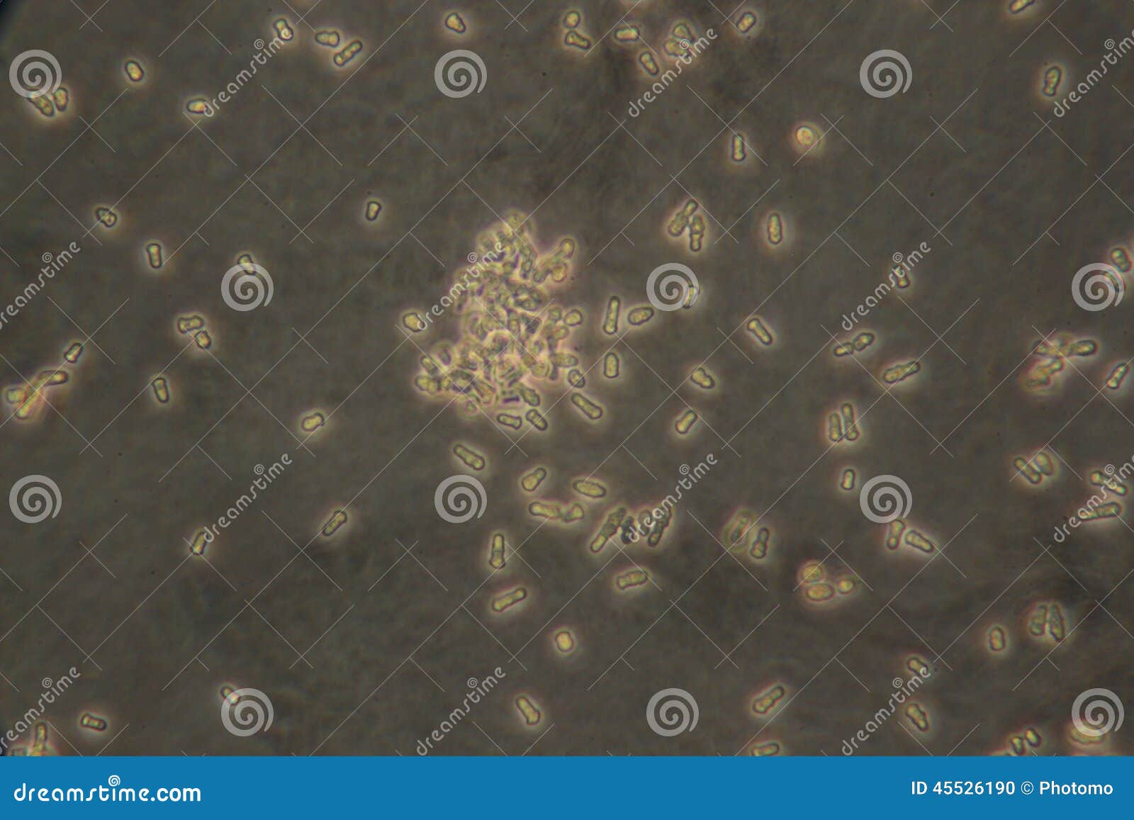 Real microscope image stock photo. Image of biological - 45526190