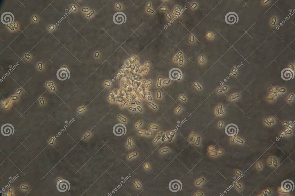Real microscope image stock photo. Image of biological - 45526190
