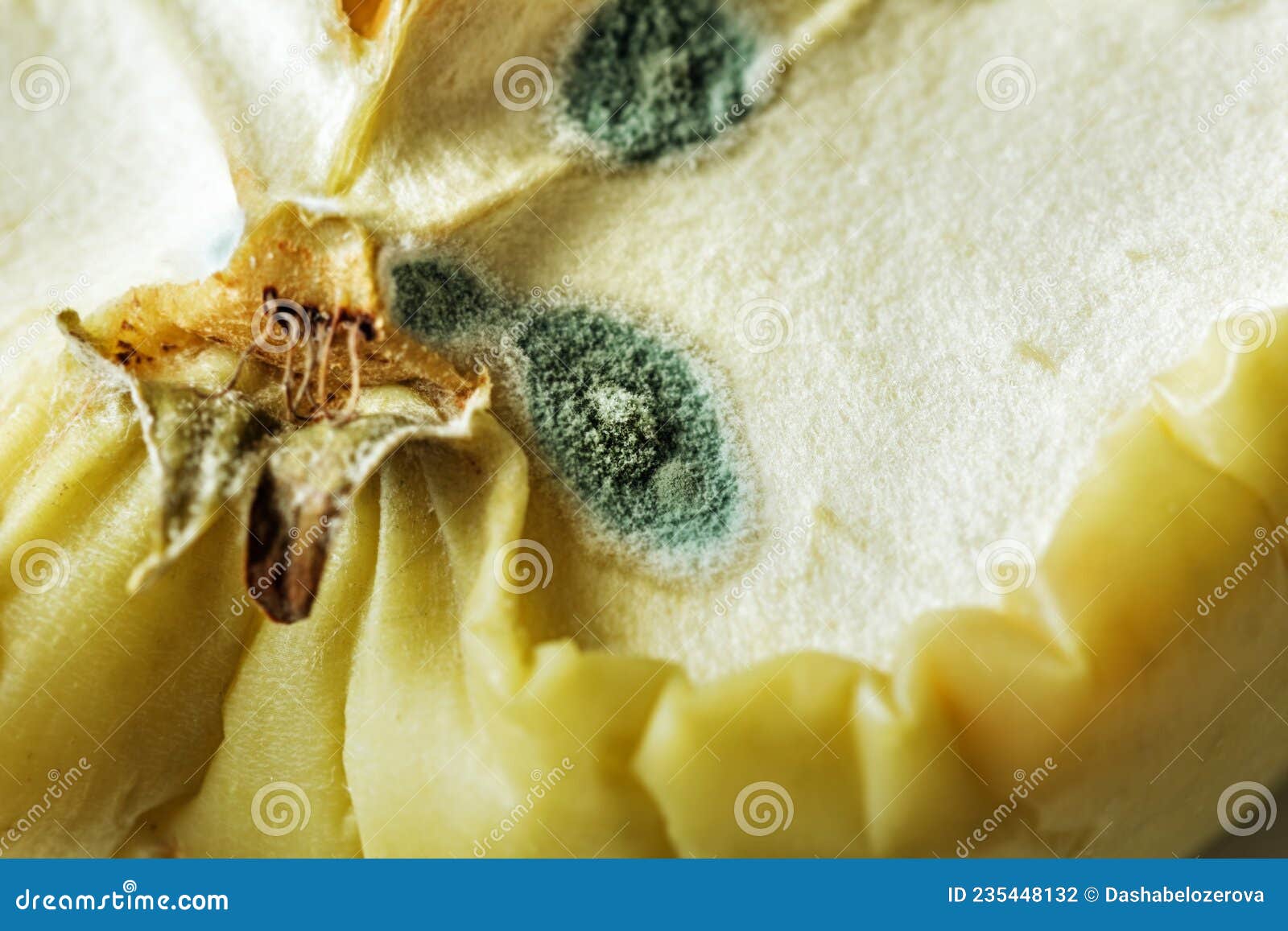 Real Mold on Apple is Large Stock Photo - Image of closeup, concepts ...