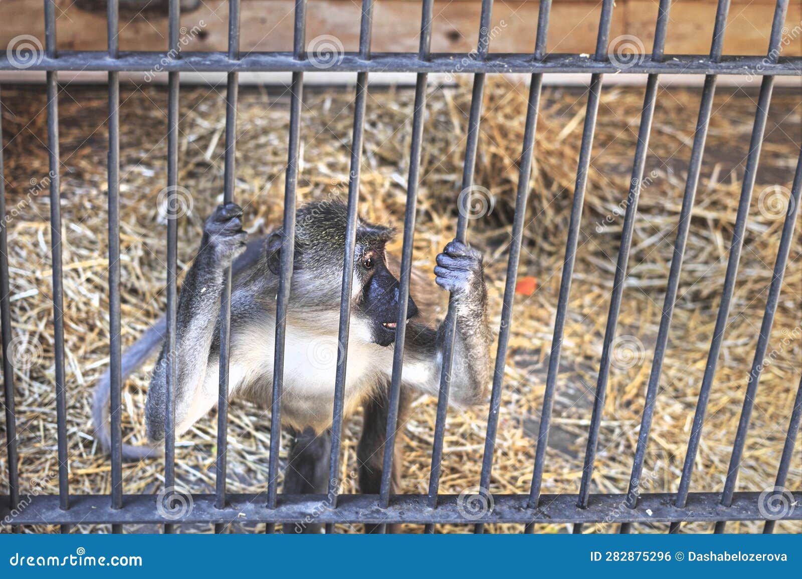 Real Monkey is Holding on To Bars of Cage Stock Photo - Image of escape ...