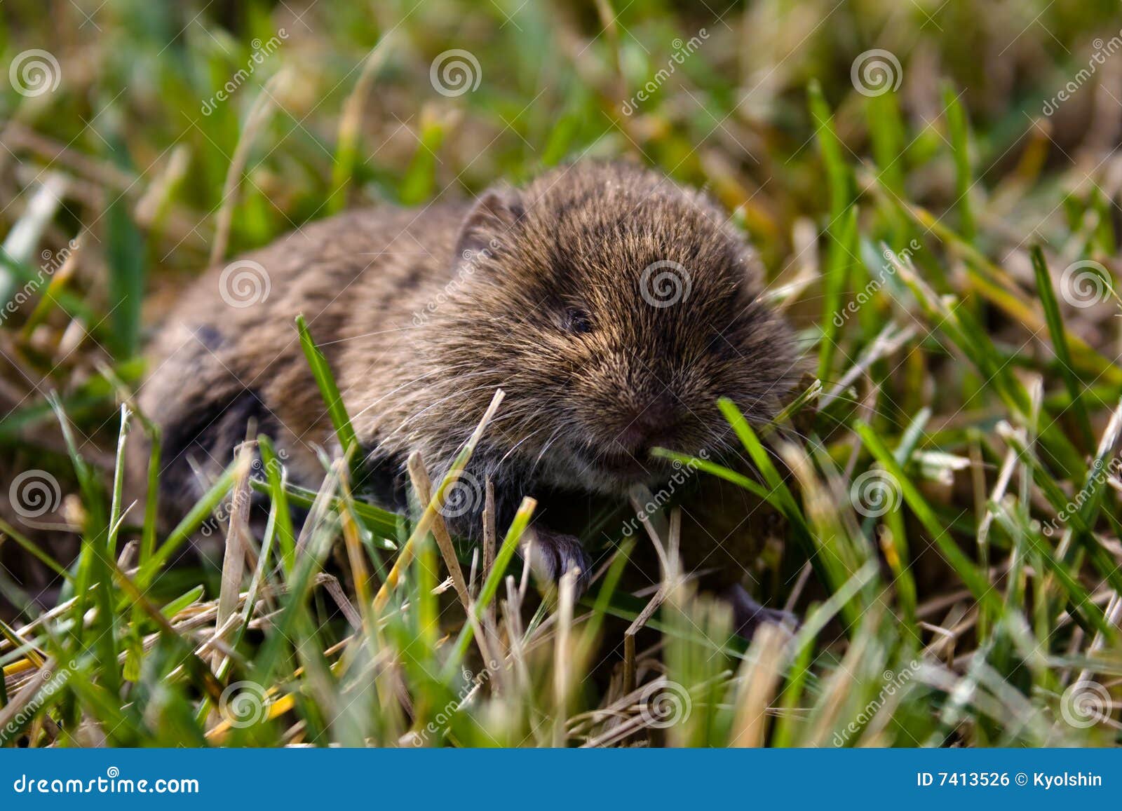 Real mouse in the grass stock photo. Image of cute, macro - 7413526
