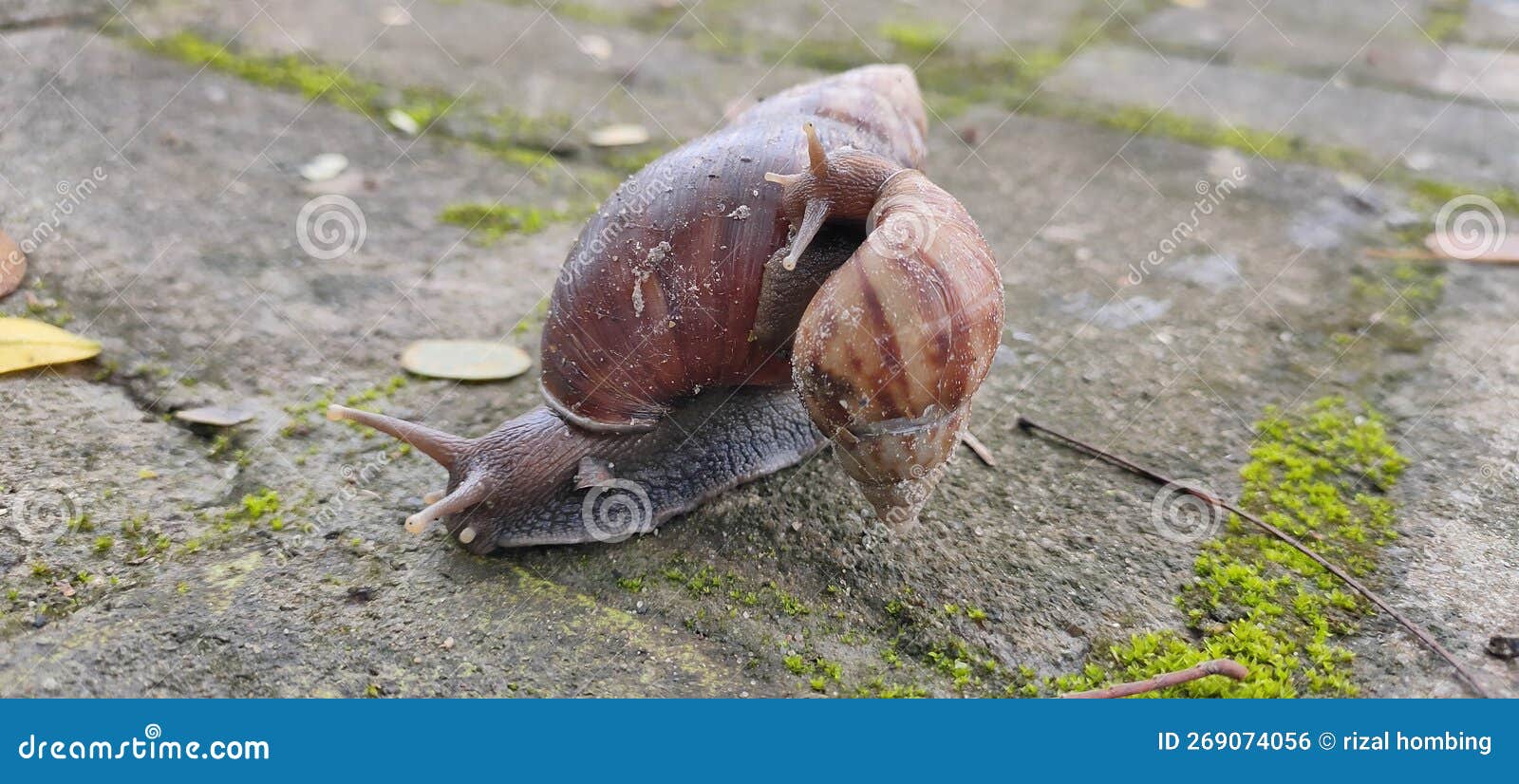 Snail Family Royalty-Free Stock Photography | CartoonDealer.com #2327765