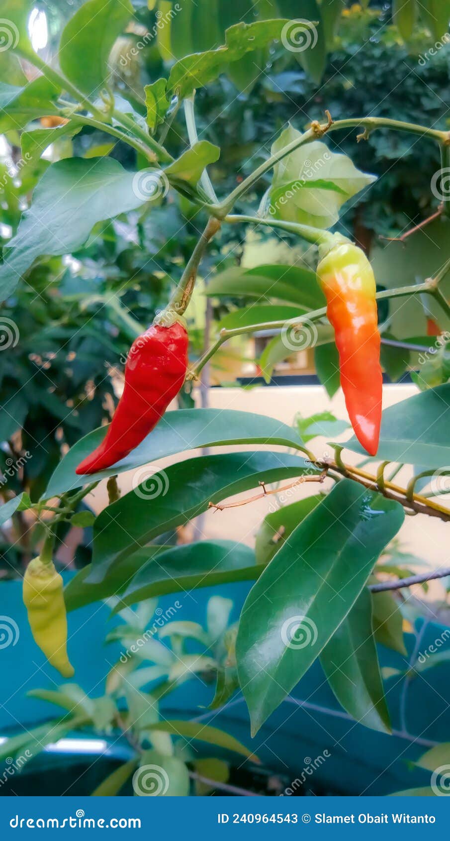Real natural Chili stock image. Image of shrub, natural - 240964543