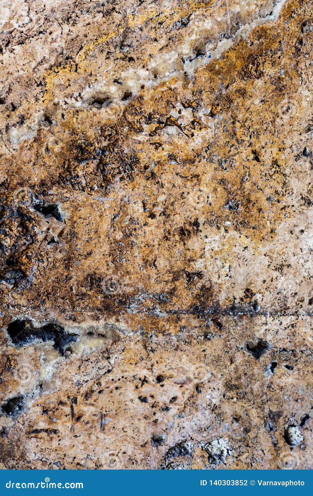 Real Natural Shell Stone. Shell Texture. Stock Photo - Image of antique ...