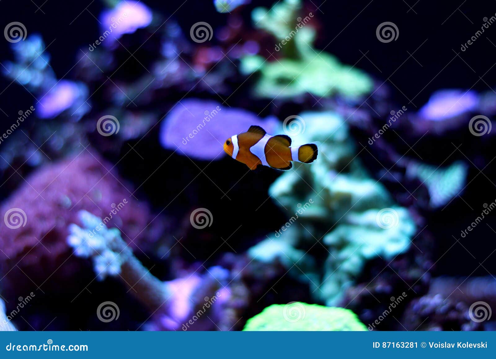 Real Nemo stock image. Image of blue, brown, eater, coral - 87163281