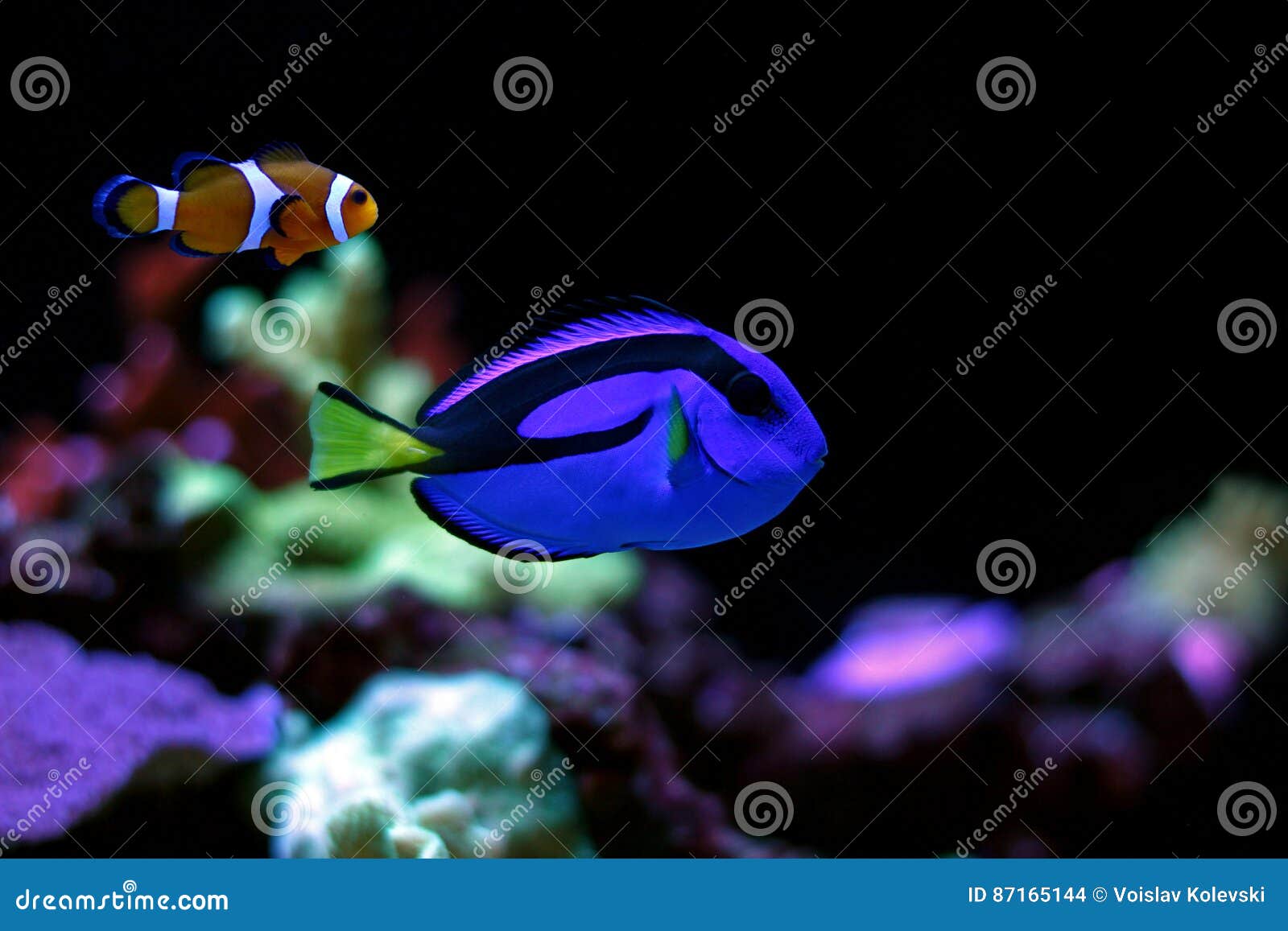 Real Nemo and Dory in Reef Aquarium Stock Photo - Image of elegance ...