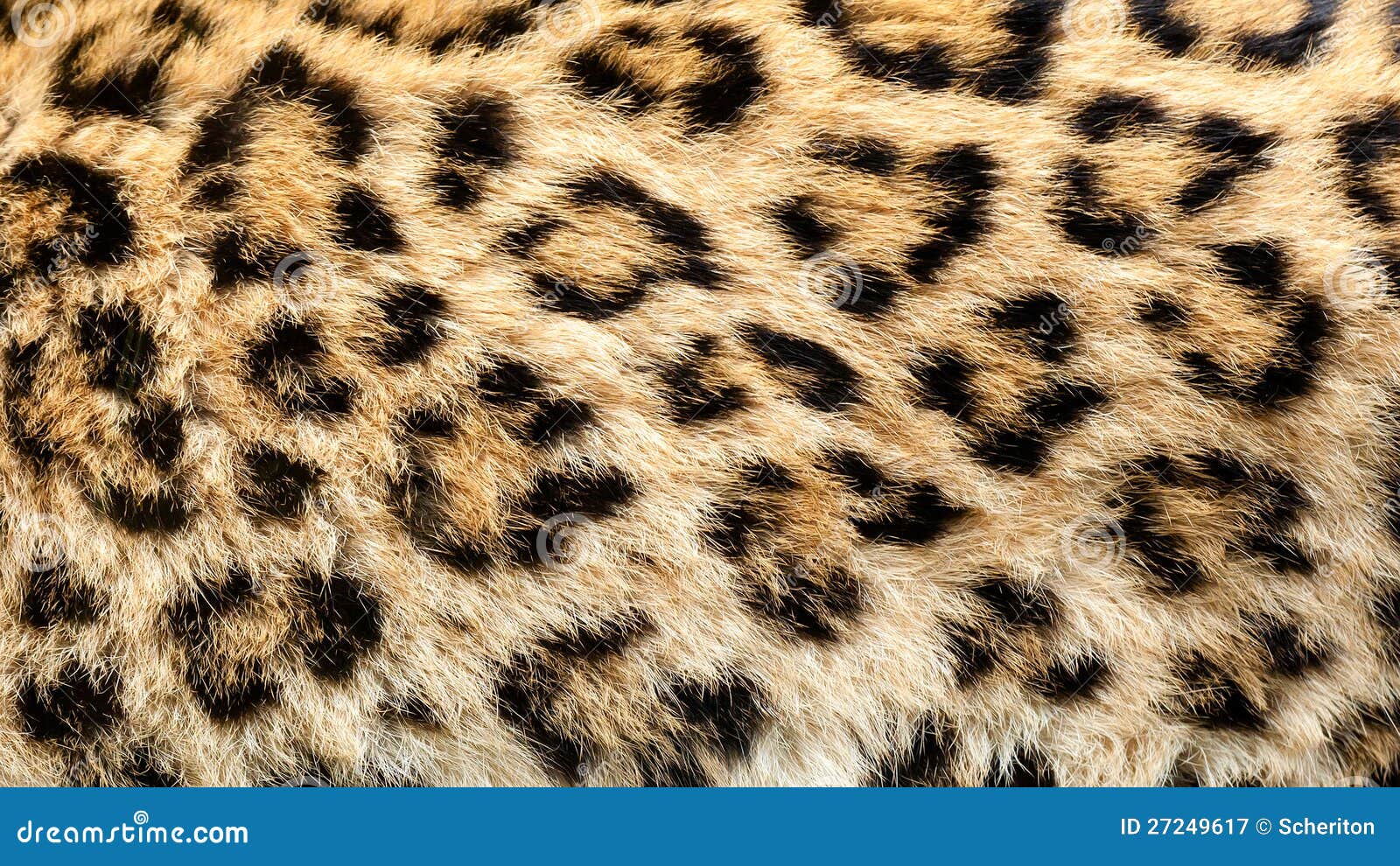 Real North Chinese Leopard Skin Background Stock Image - Image of ...