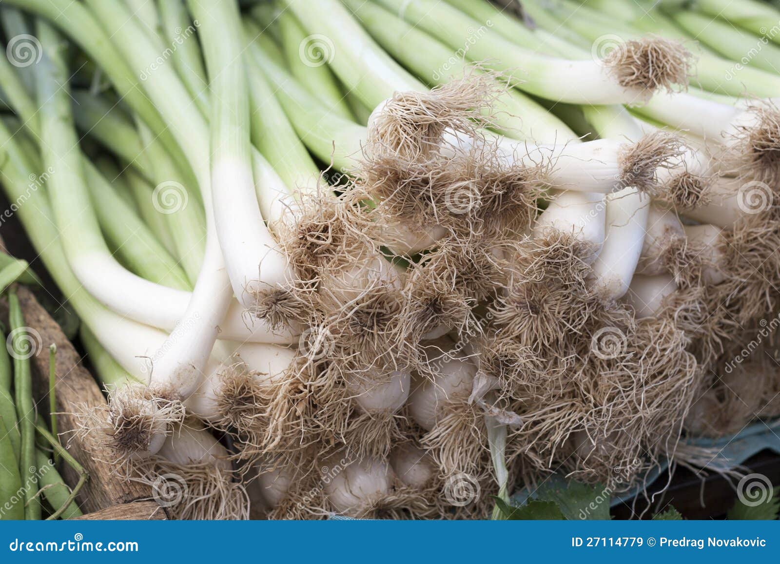 Real organic onions stock image. Image of nature, scene - 27114779