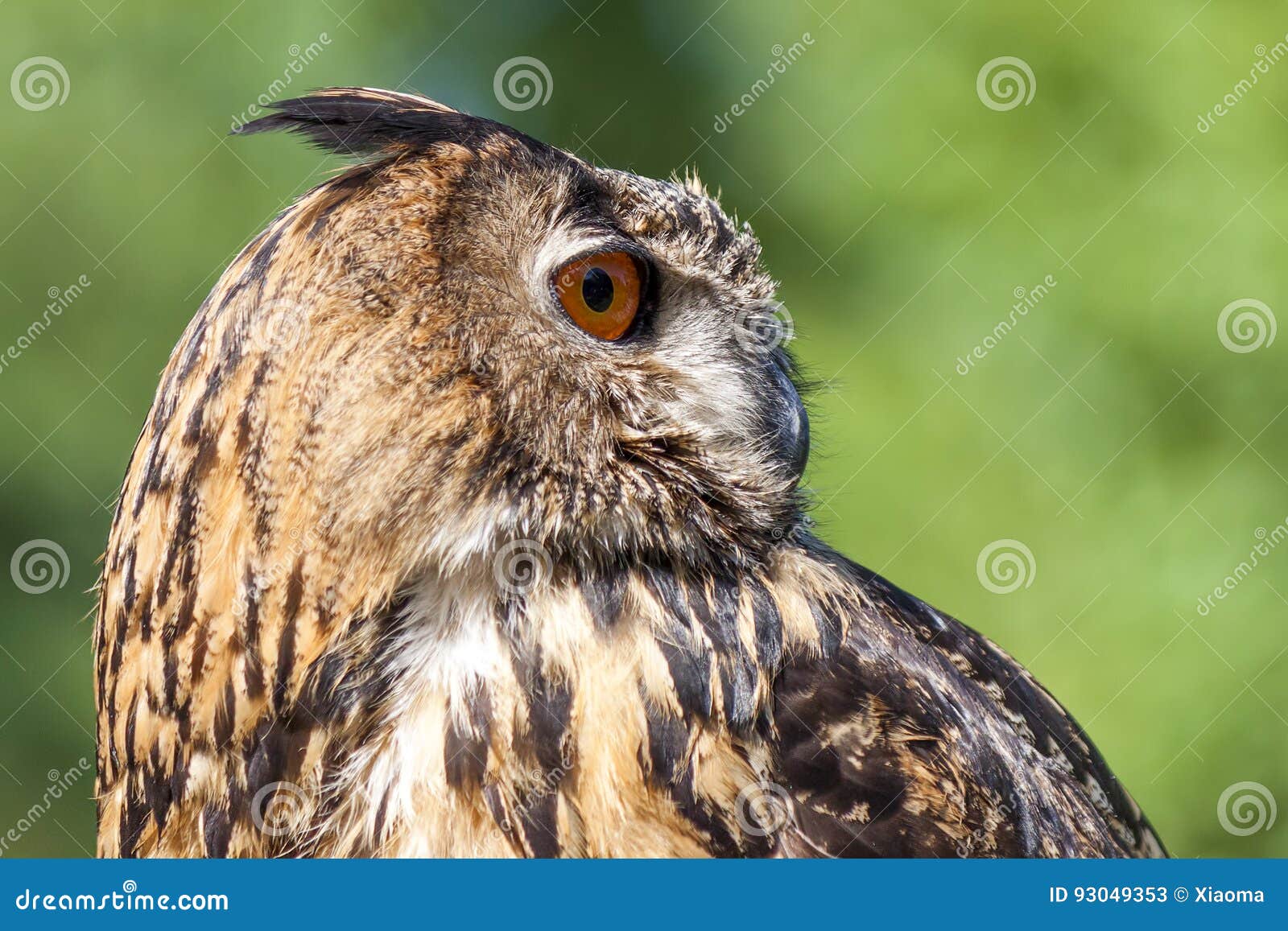 Real owl, bubo bubo stock image. Image of bubo, feather - 93049353