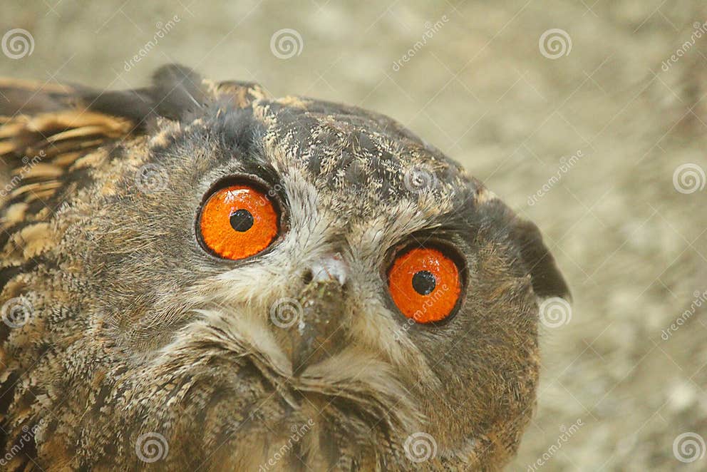 Real owl close-up stock photo. Image of rapacious, nature - 76460688