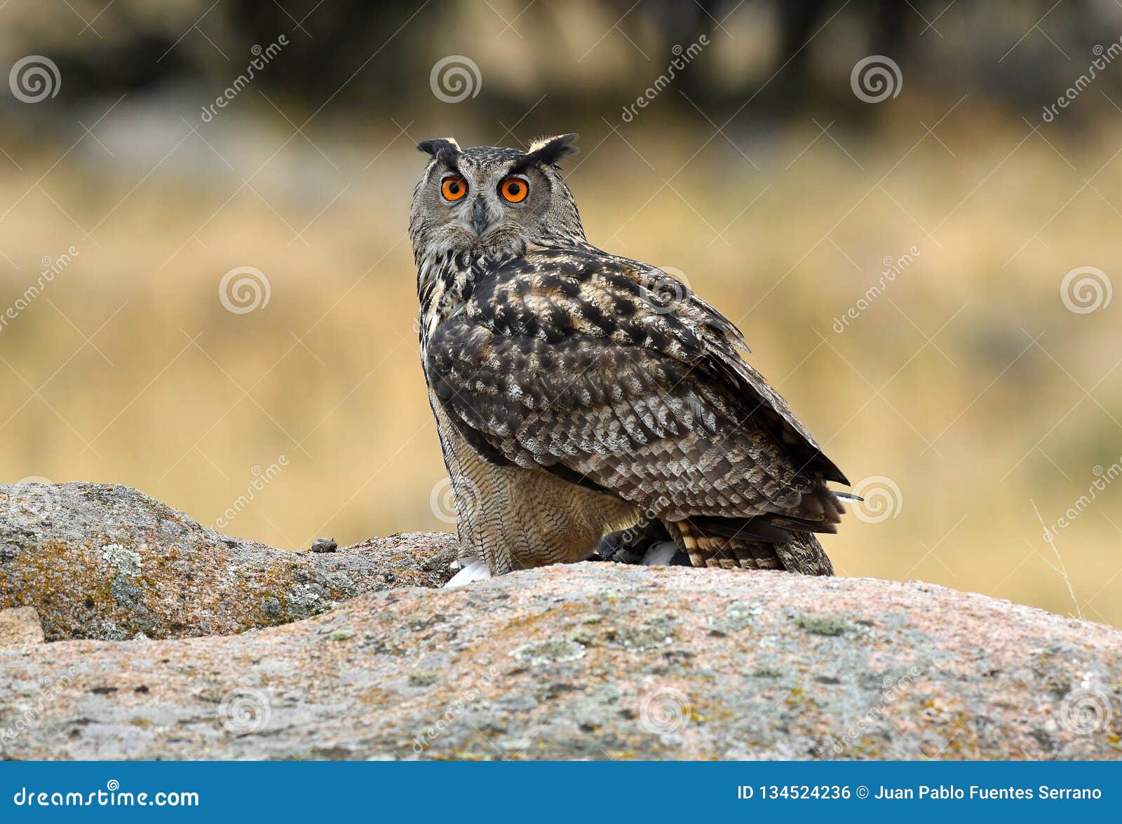 Real Owl Poses at a Usual Innkeeper Stock Photo - Image of perches ...