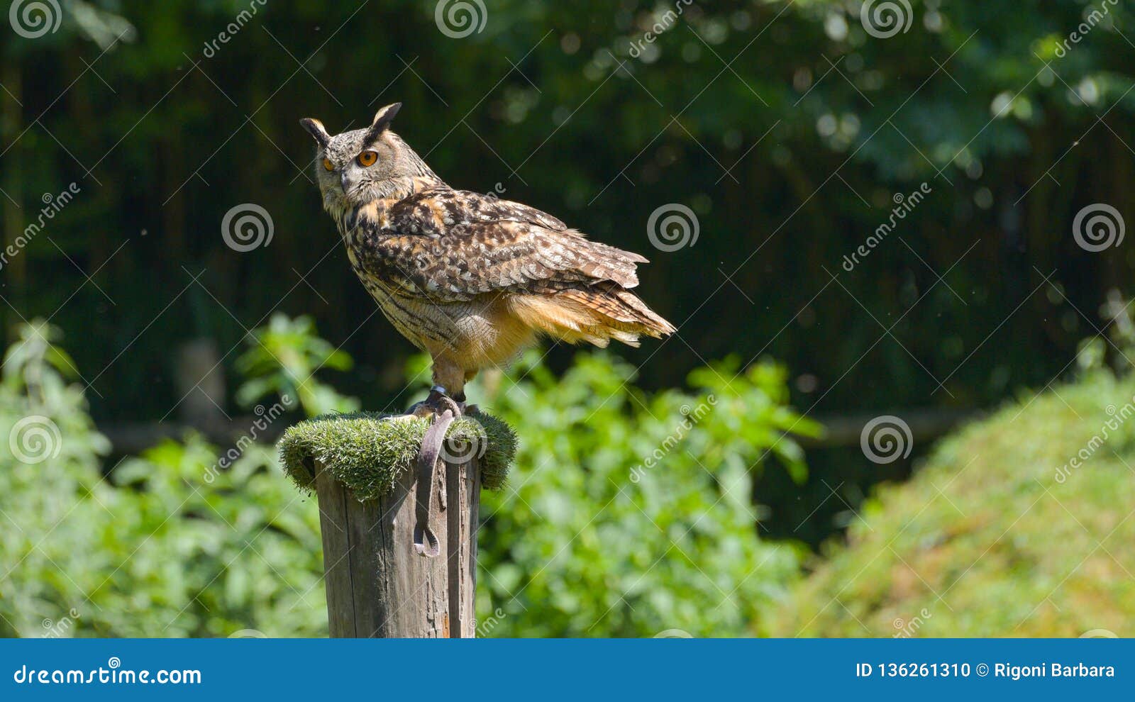 Real owl still on the pole stock photo. Image of pink - 136261310