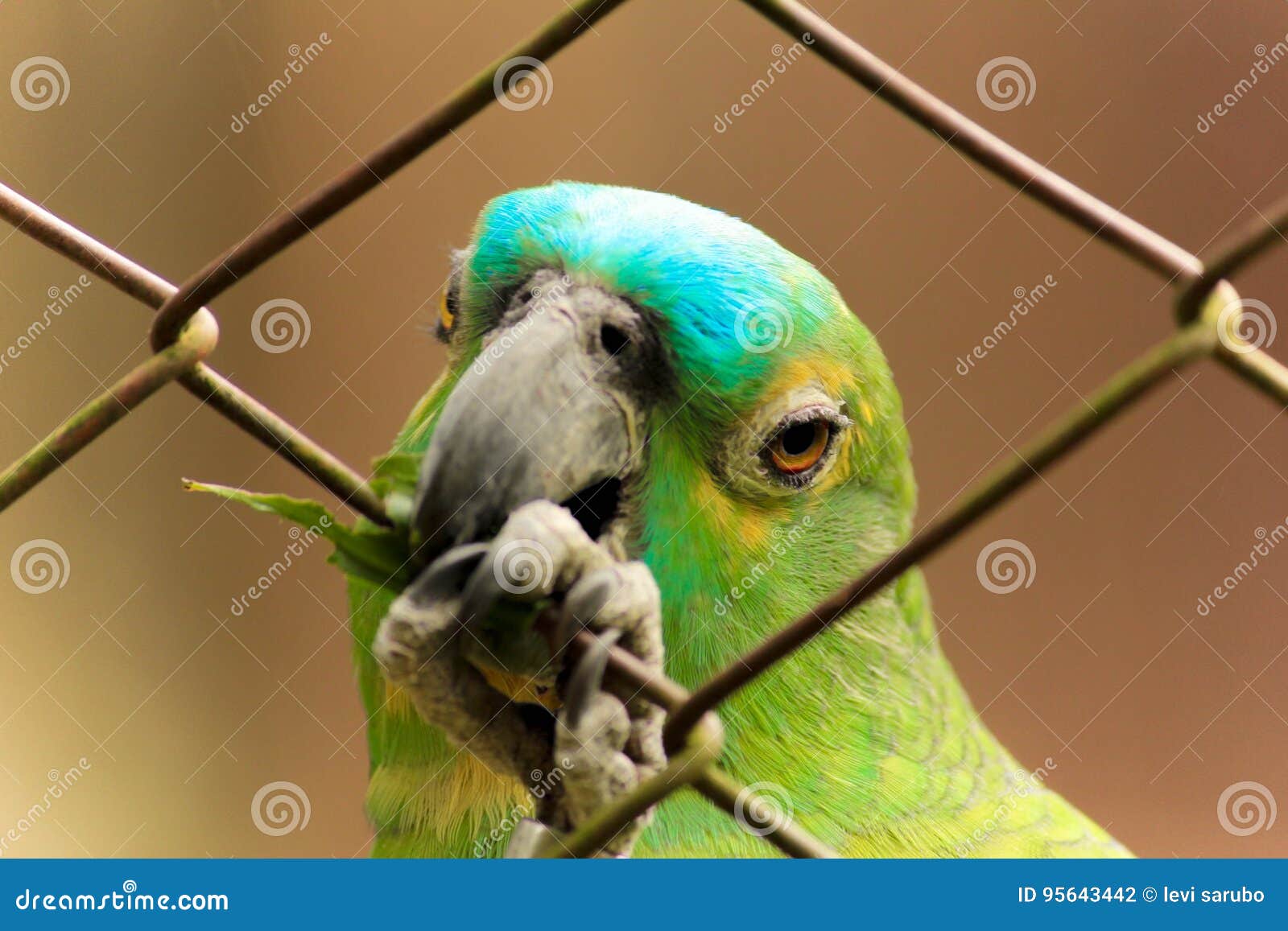 Real parrot stock photo. Image of actions, love, company - 95643442