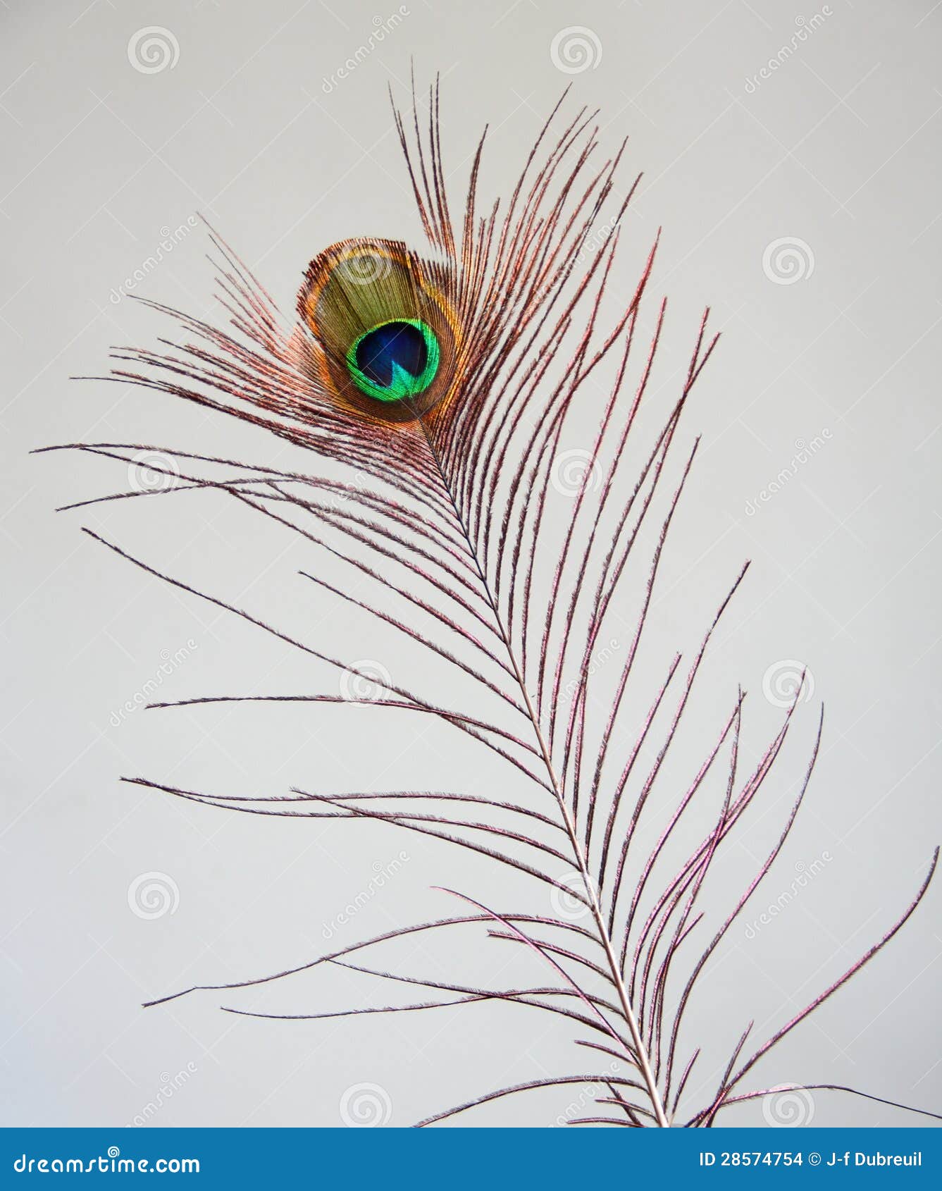 Real Peacock Feather stock photo. Image of vibrant, feather - 28574754