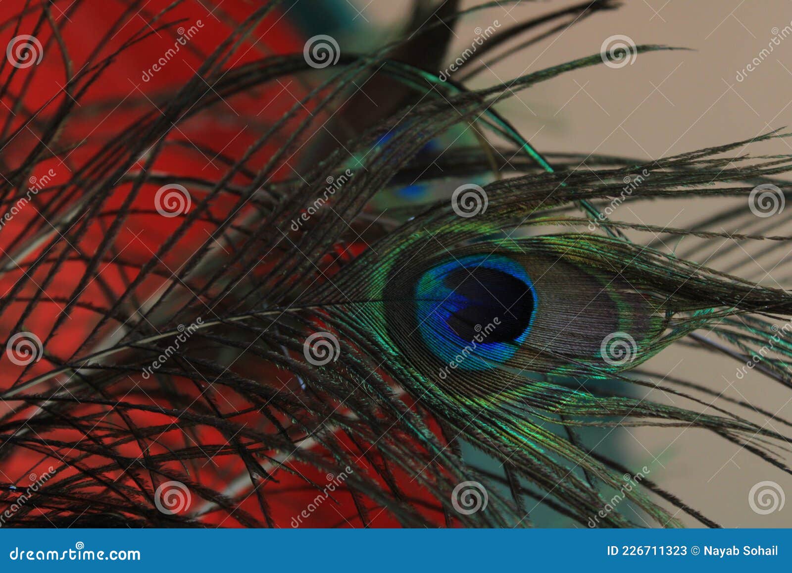 Real peacock feather stock image. Image of glass, green - 226711323