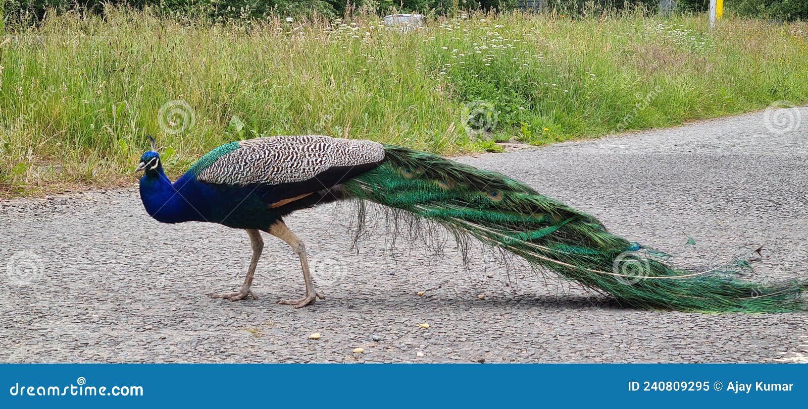 Real peacock live pic stock image. Image of real, peacock - 240809295