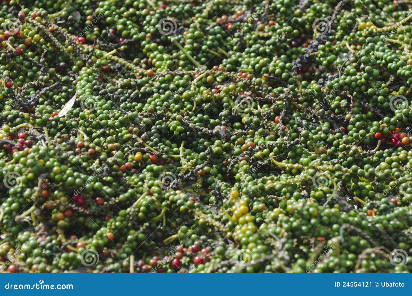 Real pepper , Piper Nigrum stock image. Image of object - 24554121