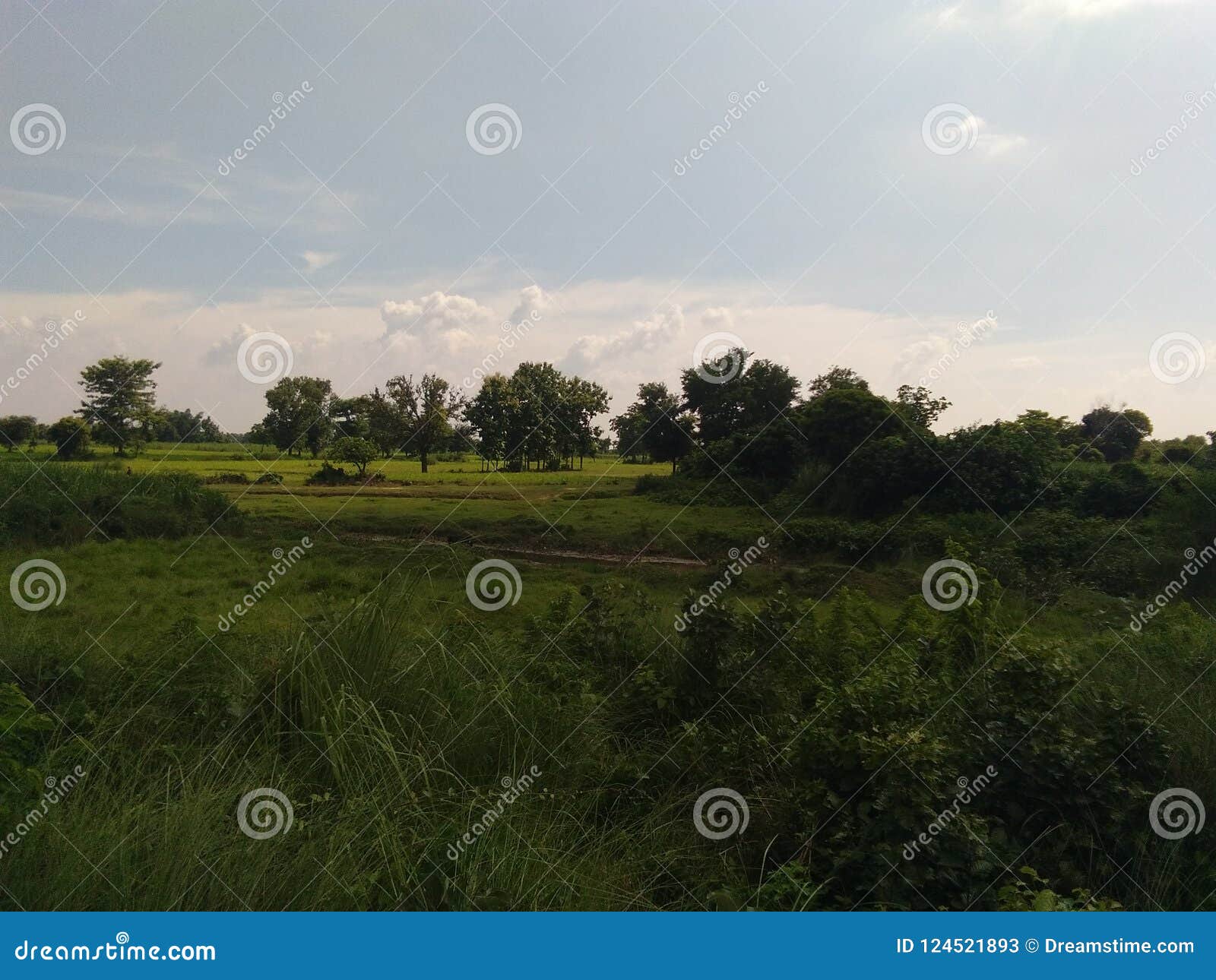 Nachar stock image. Image of real, tree, green, nachar - 124521893